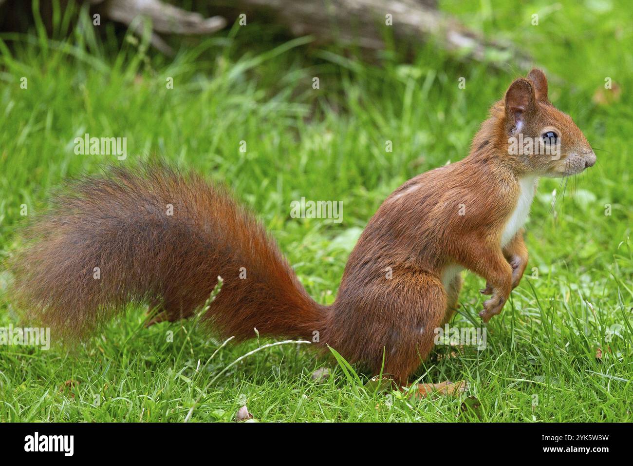 Squirrel standing in green grass looking right Stock Photo - Alamy