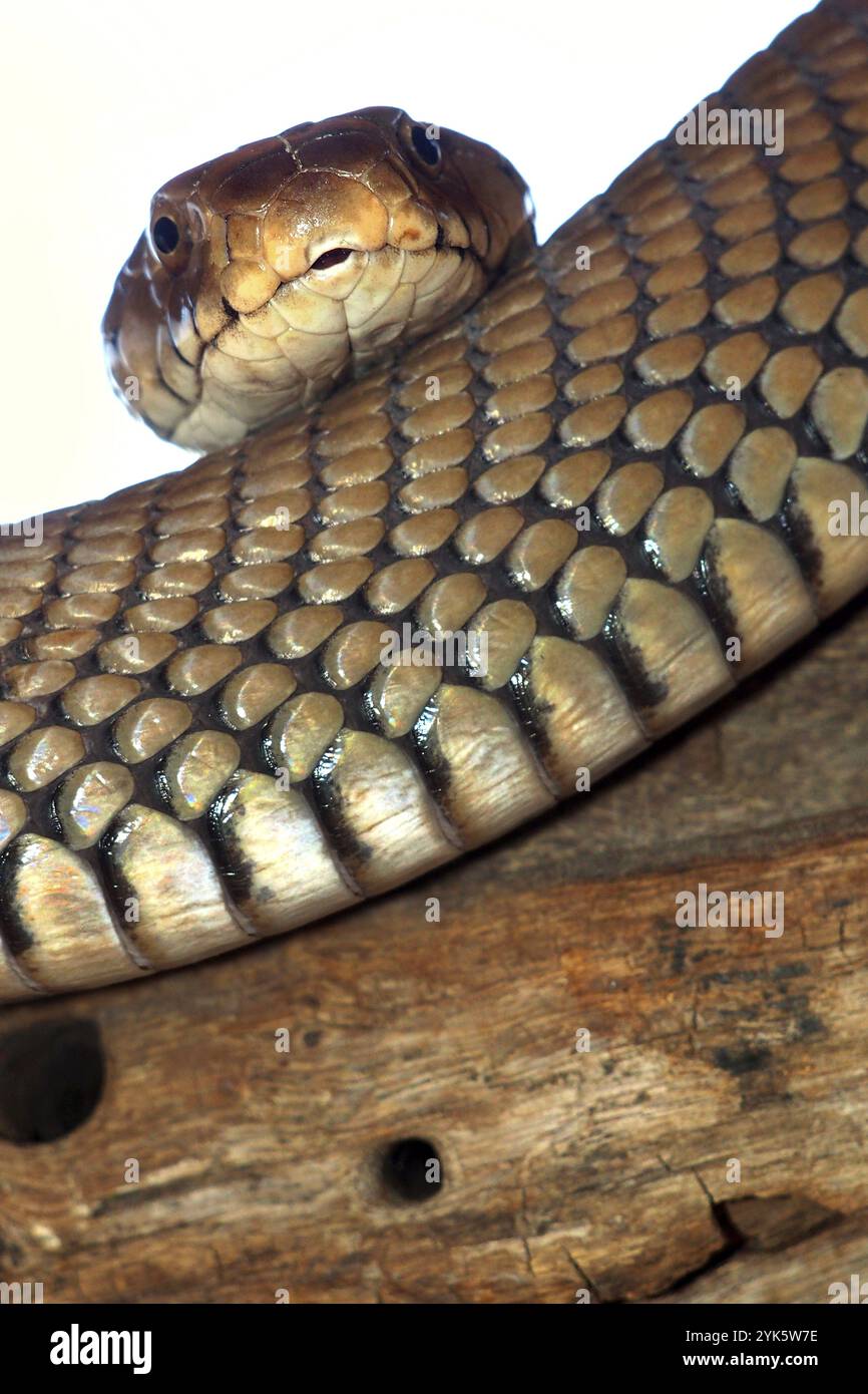 Mozambique spitting cobras hi-res stock photography and images - Alamy