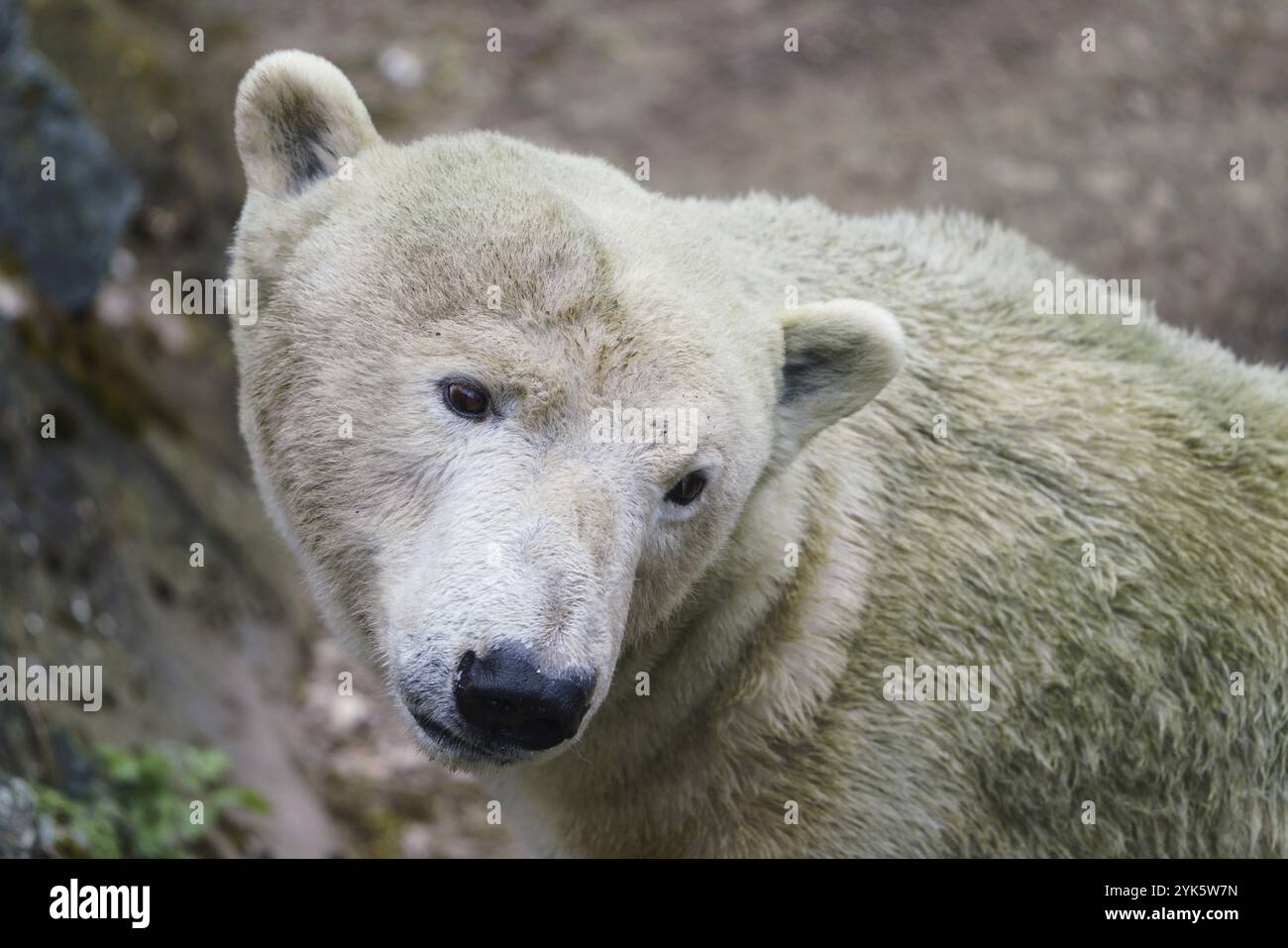 Dirty fur hi-res stock photography and images - Alamy