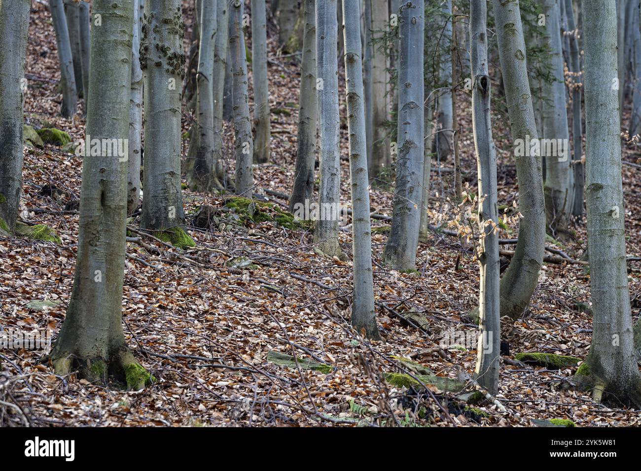Beech forest view hi-res stock photography and images - Alamy
