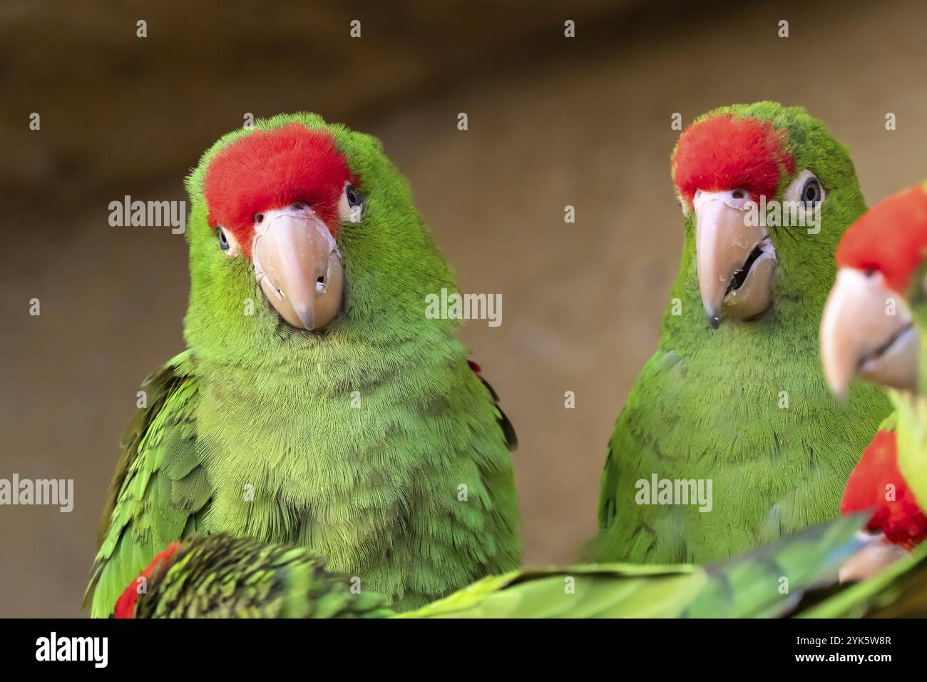 ?Group of parrots (Psittacara frontatus) . Green parrots Stock Photo ...