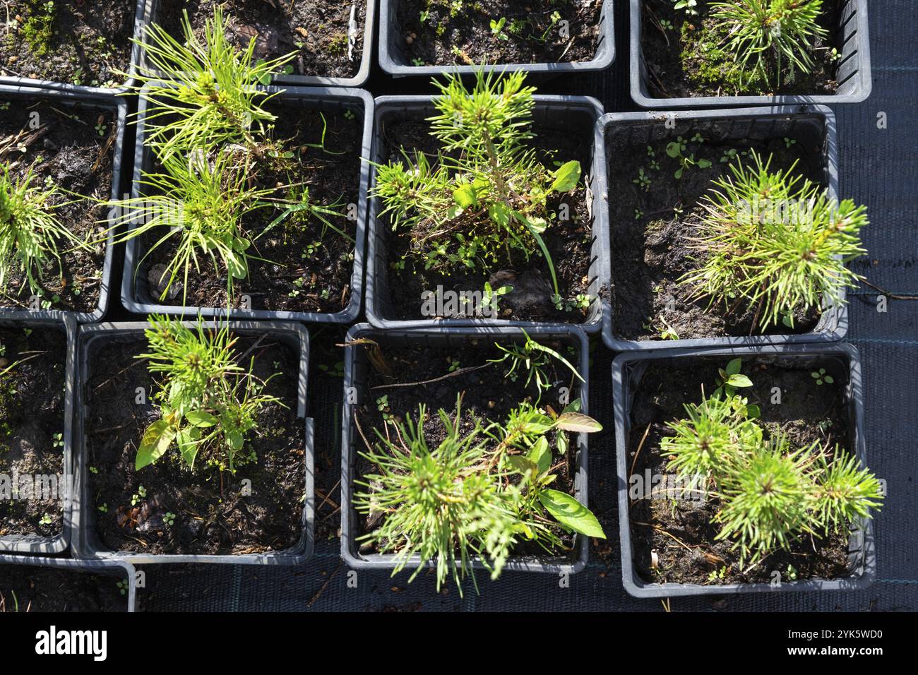Nursery of coniferous plants in pots with a closed root for planting on ...