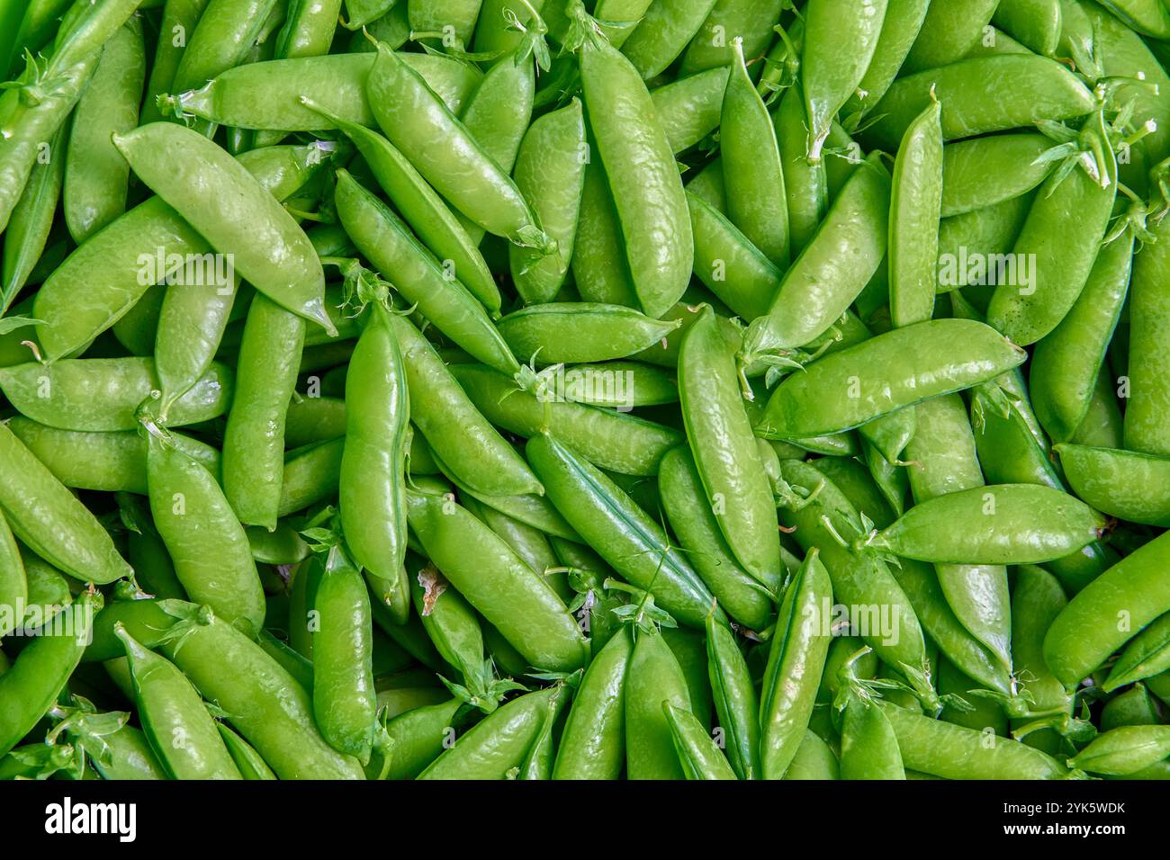 Garden pea plant seed pod hi-res stock photography and images - Alamy