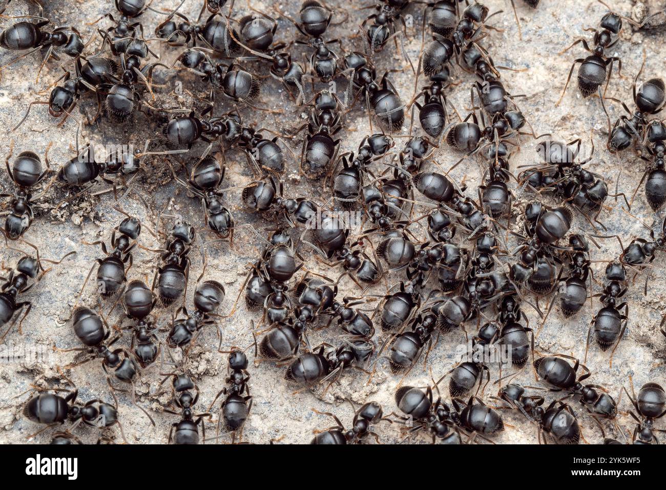 Close-up view of ants in an anthill Stock Photo - Alamy