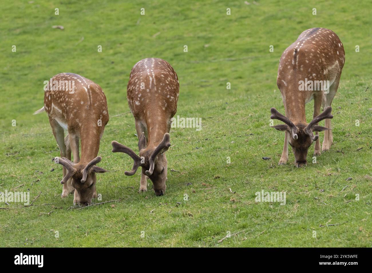 Fallow deer family hi-res stock photography and images - Alamy