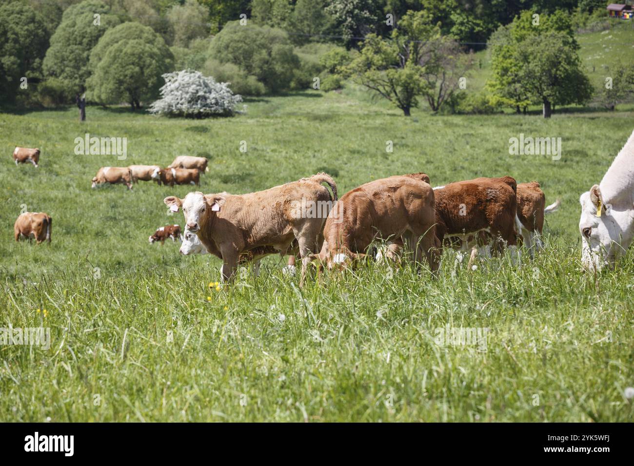 Cow grazes in spring meadow hi-res stock photography and images - Alamy