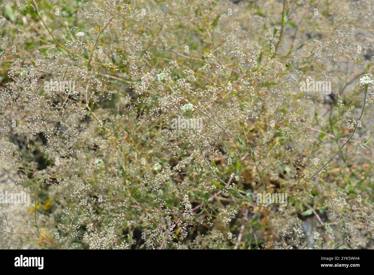 Nature, meadows, dry plants, bushes and fields, golden dry weeds - mown ...