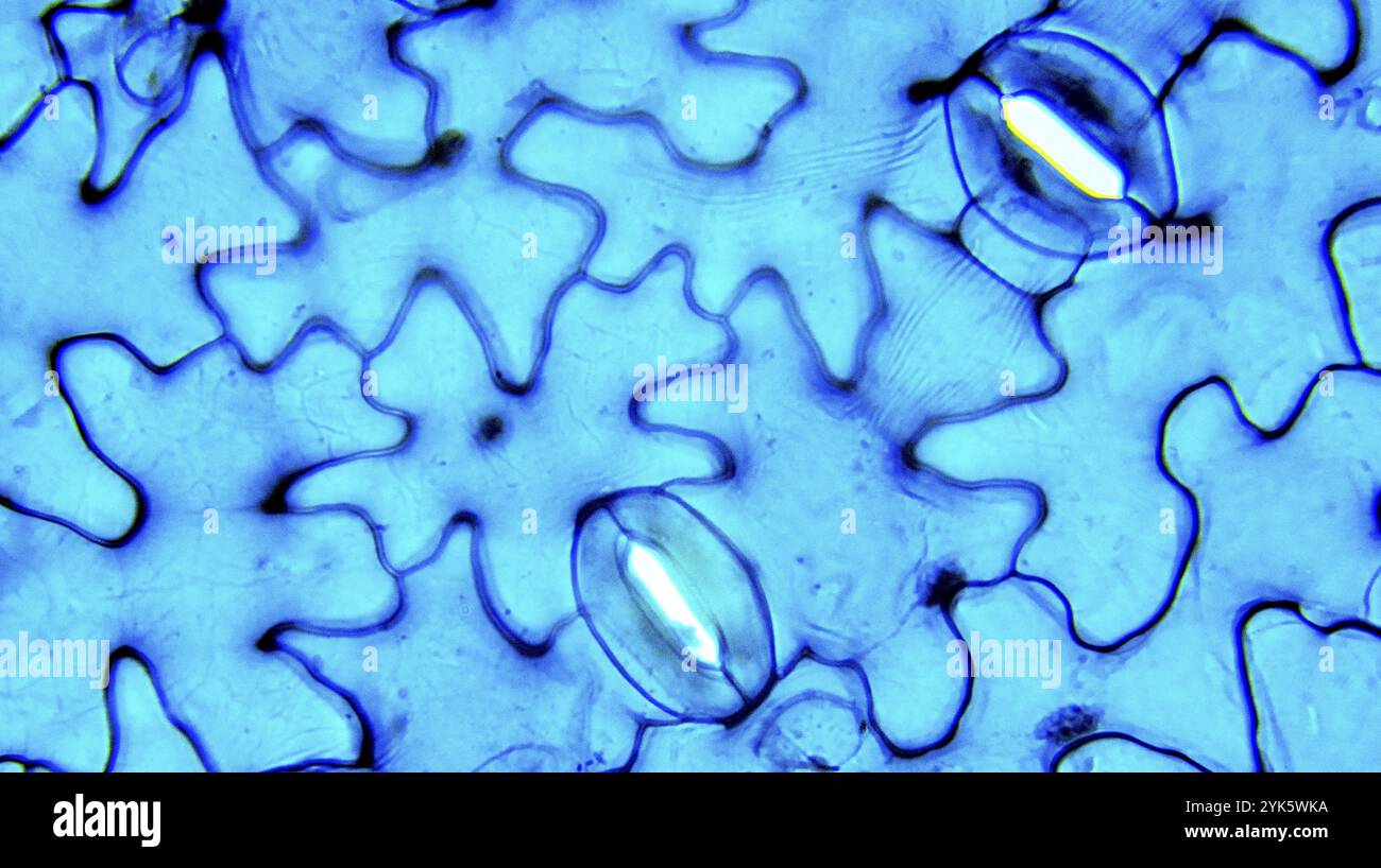 Stomata Vicia, Vicia faba, Under Optical Microscope Stock Photo - Alamy