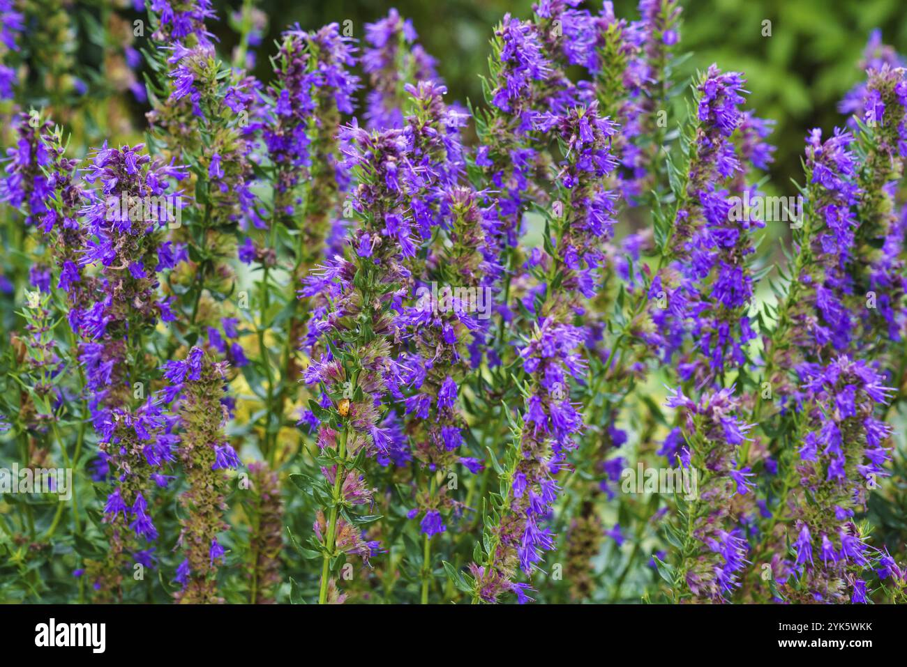Purple flowers of Hyssopus officinalis, known as hyssop. Medicinal herb ...