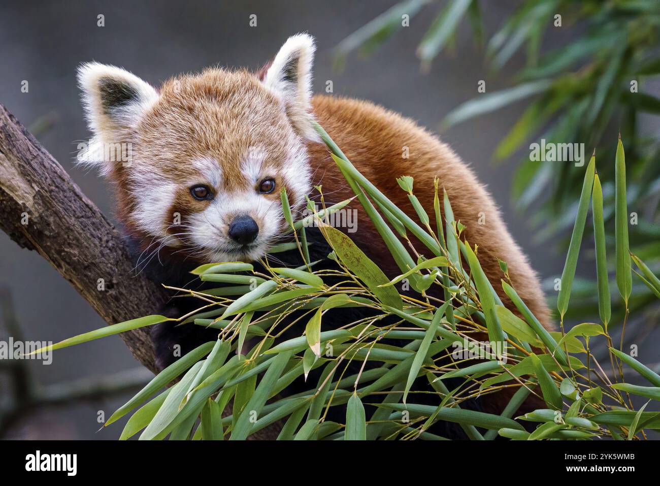 Red panda (Ailurus fulgens) on the tree. Cute red panda bear eats ...