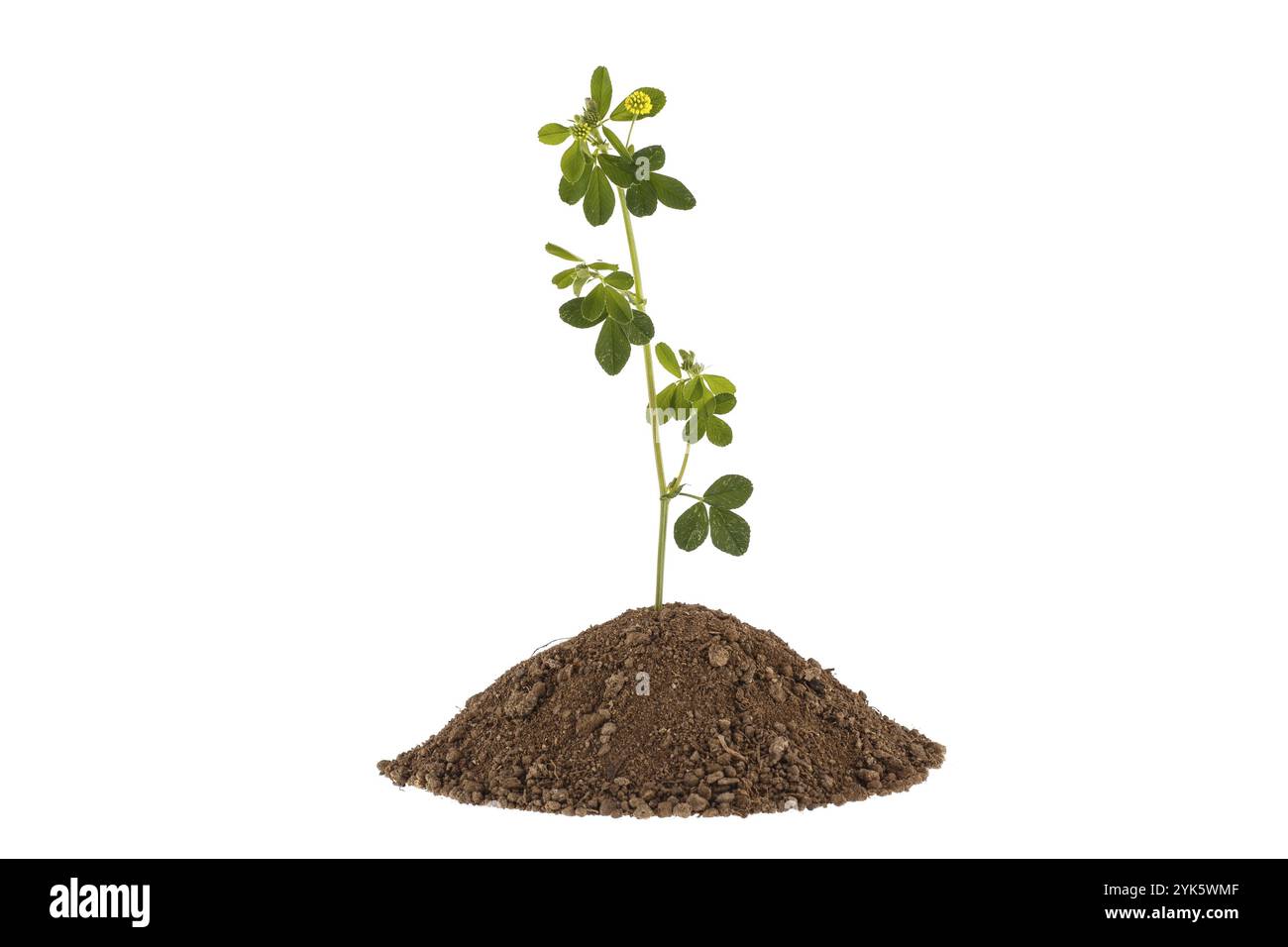 Green plant sprout growing from soil. Isolated on white Stock Photo - Alamy