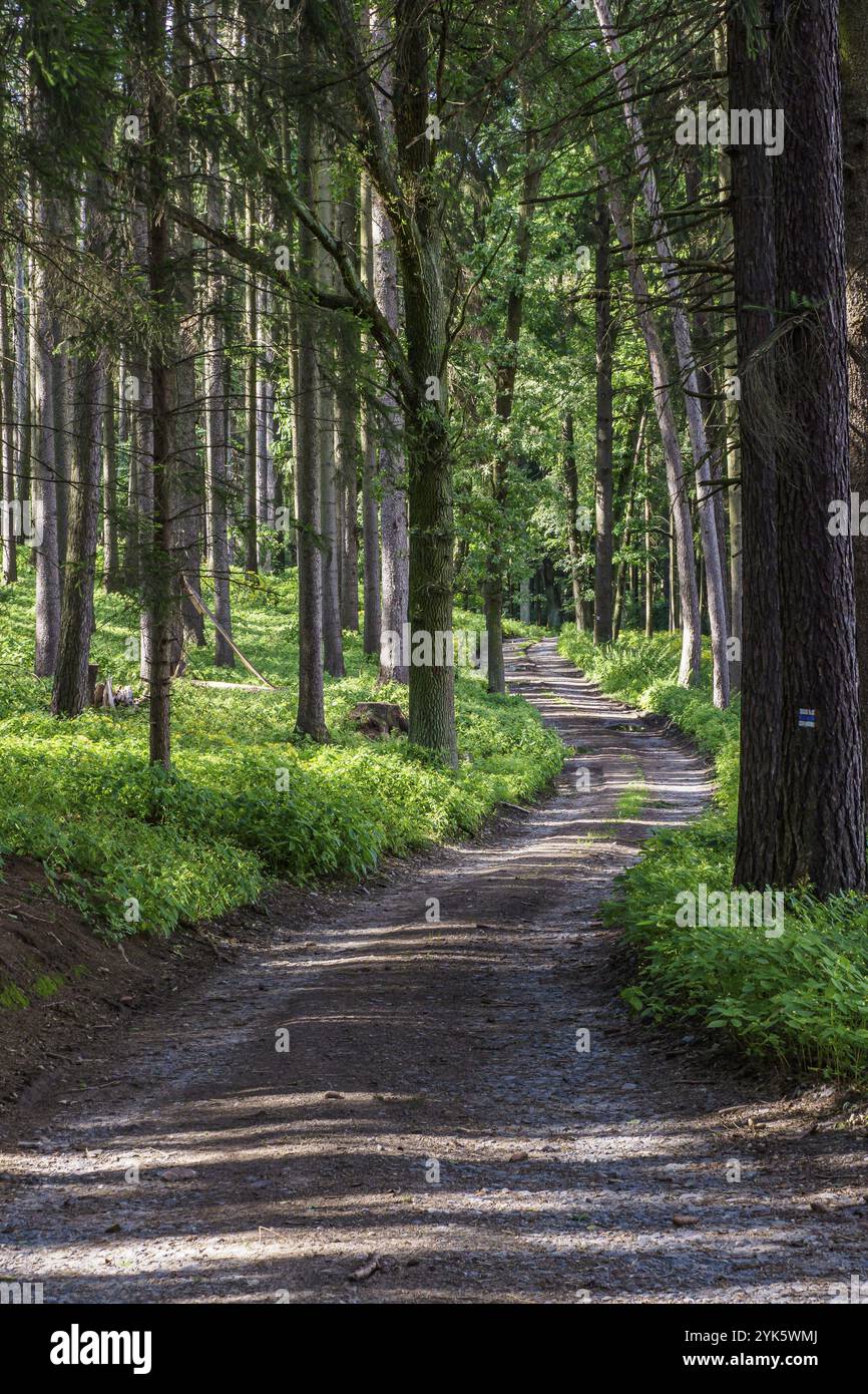 Walking path in forest hi-res stock photography and images - Alamy