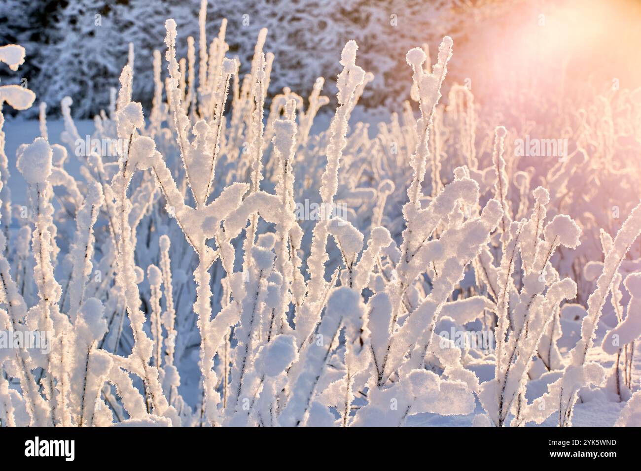 Sticky wet snow covers vertical twigs of roadside plants Stock Photo ...