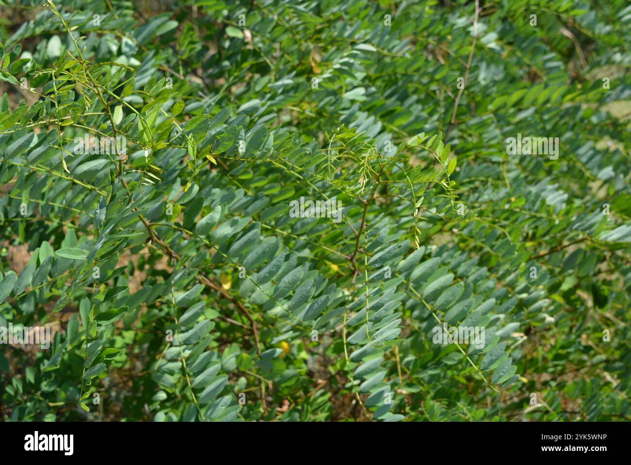 Nature, plants, beautiful landscapes. Beautiful bushes of acacia tree ...
