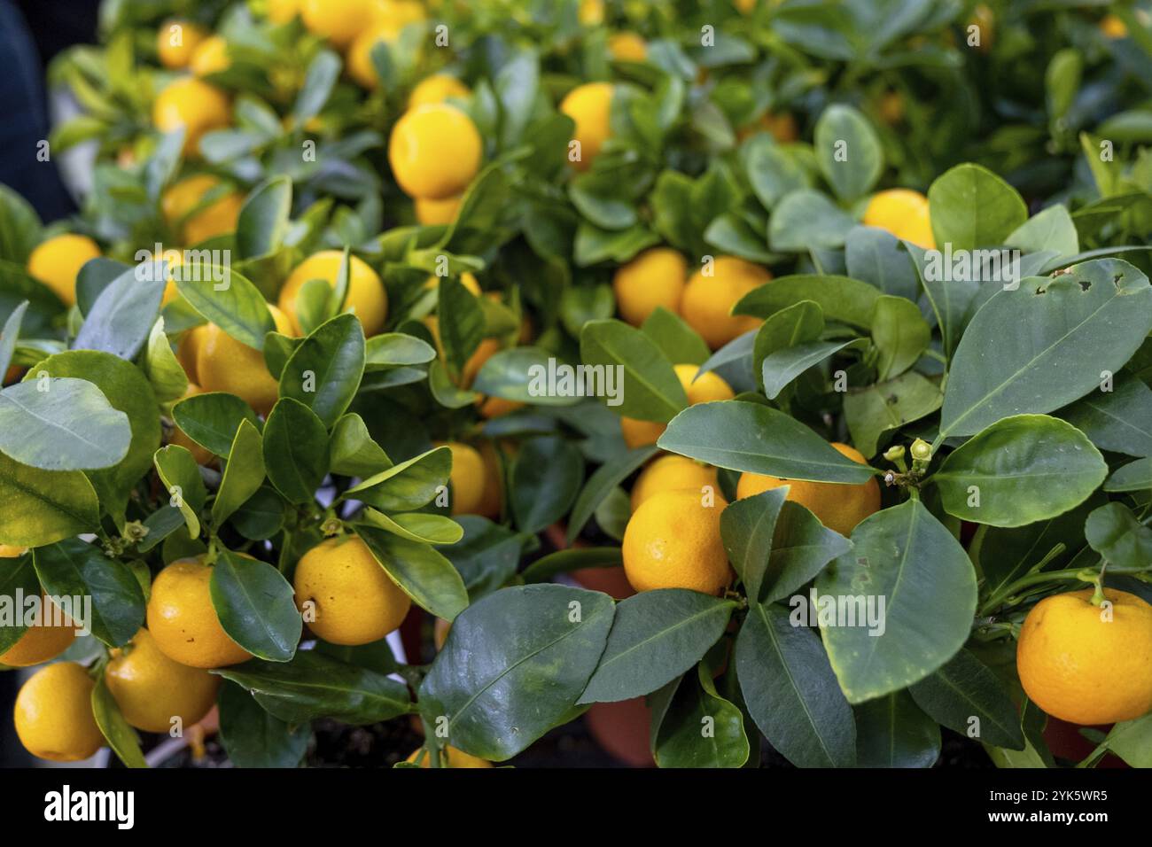 Tangerine tree in a flower pot with fruits on the shelf of a flower ...