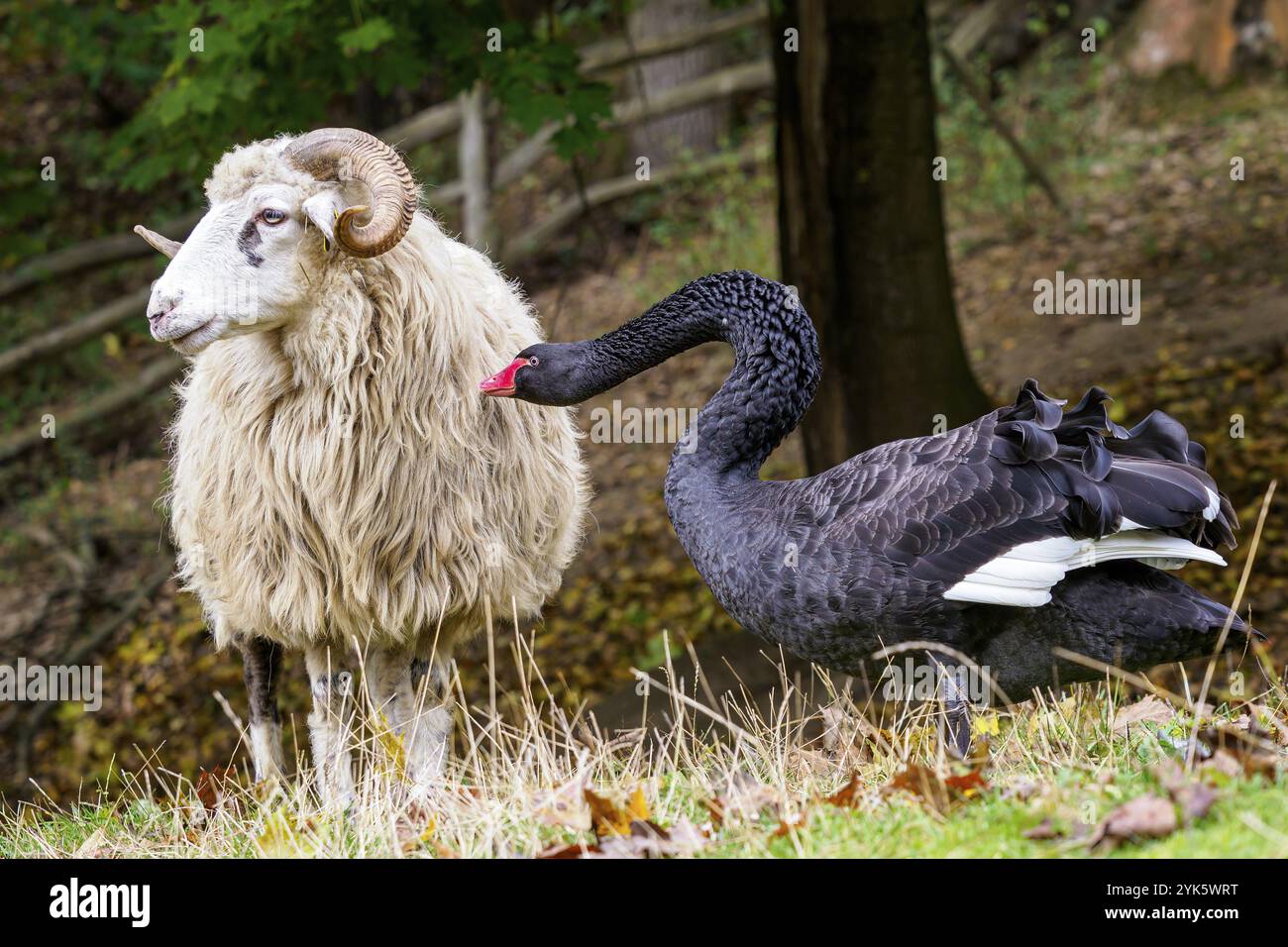 Wallachian sheep hi-res stock photography and images - Alamy