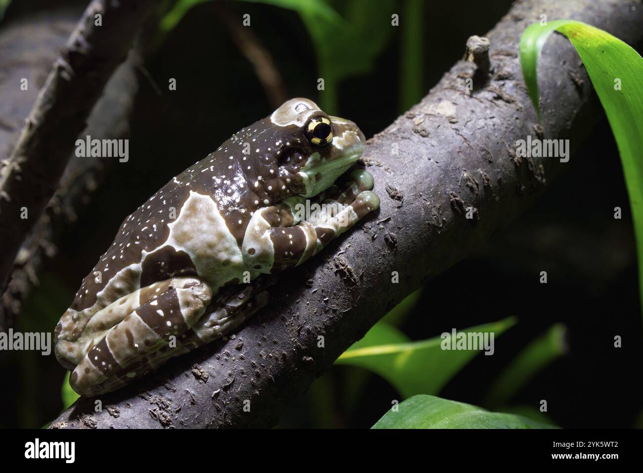 Milk frogs hi-res stock photography and images - Alamy