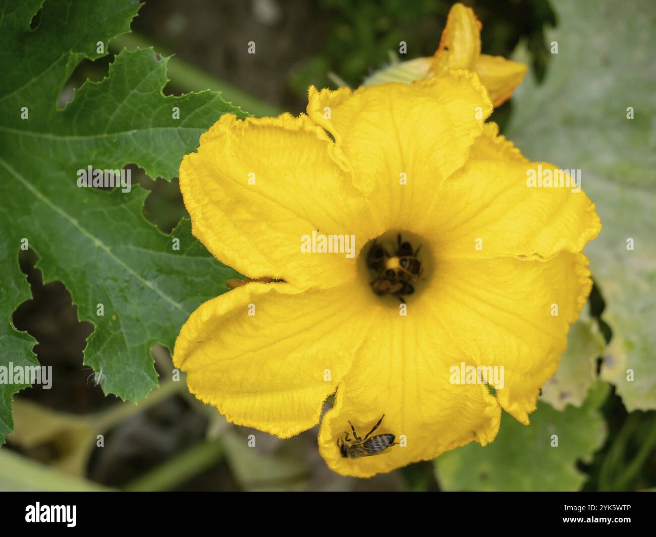 Flower of zucchini with bees. Pollination of flowers. Growing zucchini ...