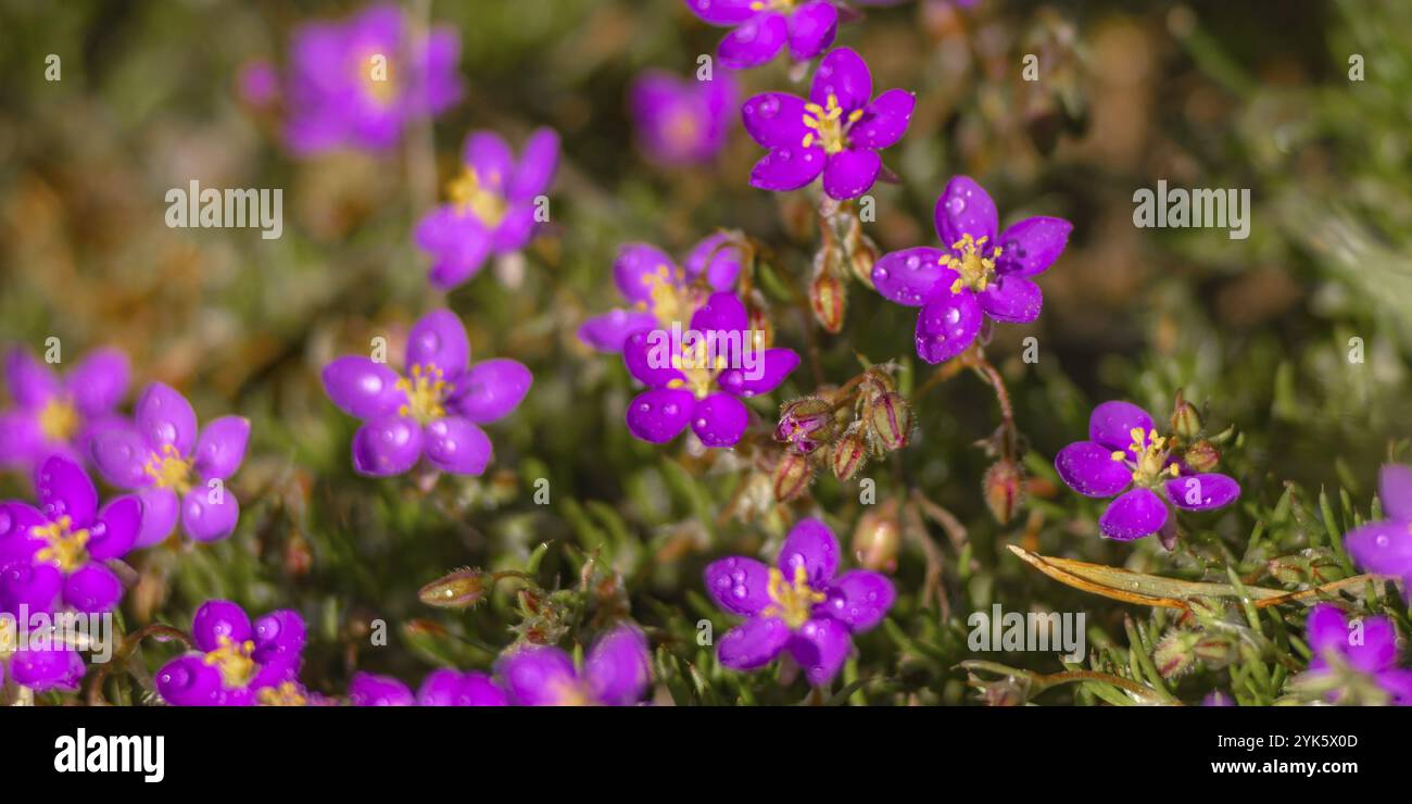 Sierra guadarrama wildflowers hi-res stock photography and images - Alamy