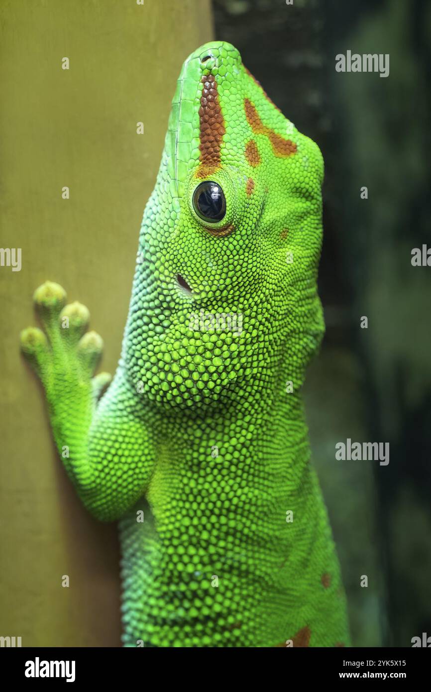 Madagascar giant day gecko, felsuma grandis Stock Photo - Alamy