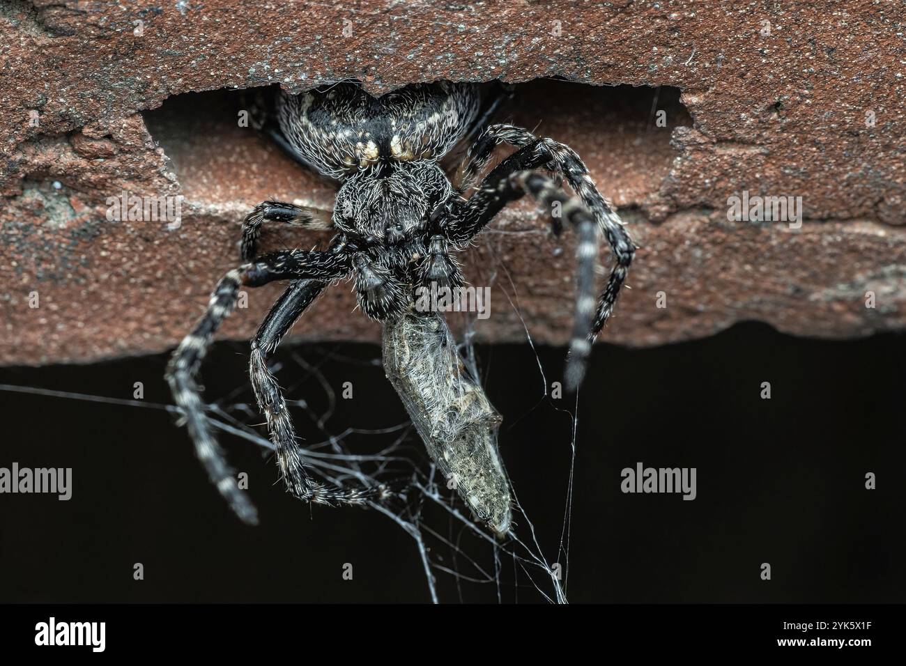 Spider wraps the thread around the captured prey Stock Photo - Alamy