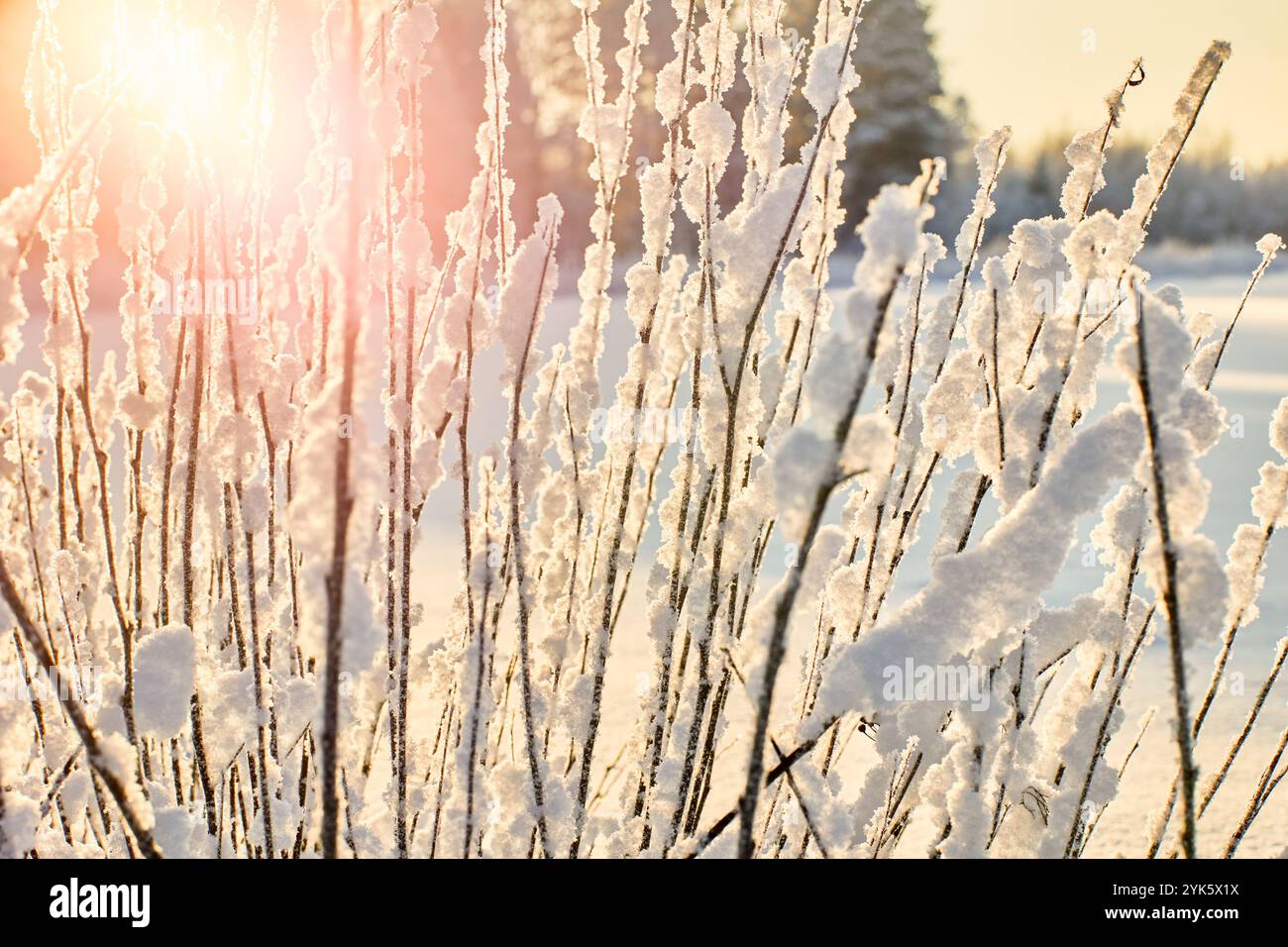 Twigs of bush with snow stuck to them in backlight on winter day ...