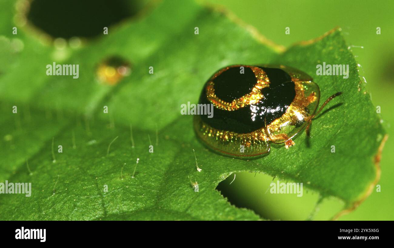 Scale Insect, Coccoidea, Hemiptera, Tropical Rainforest, Napo River ...