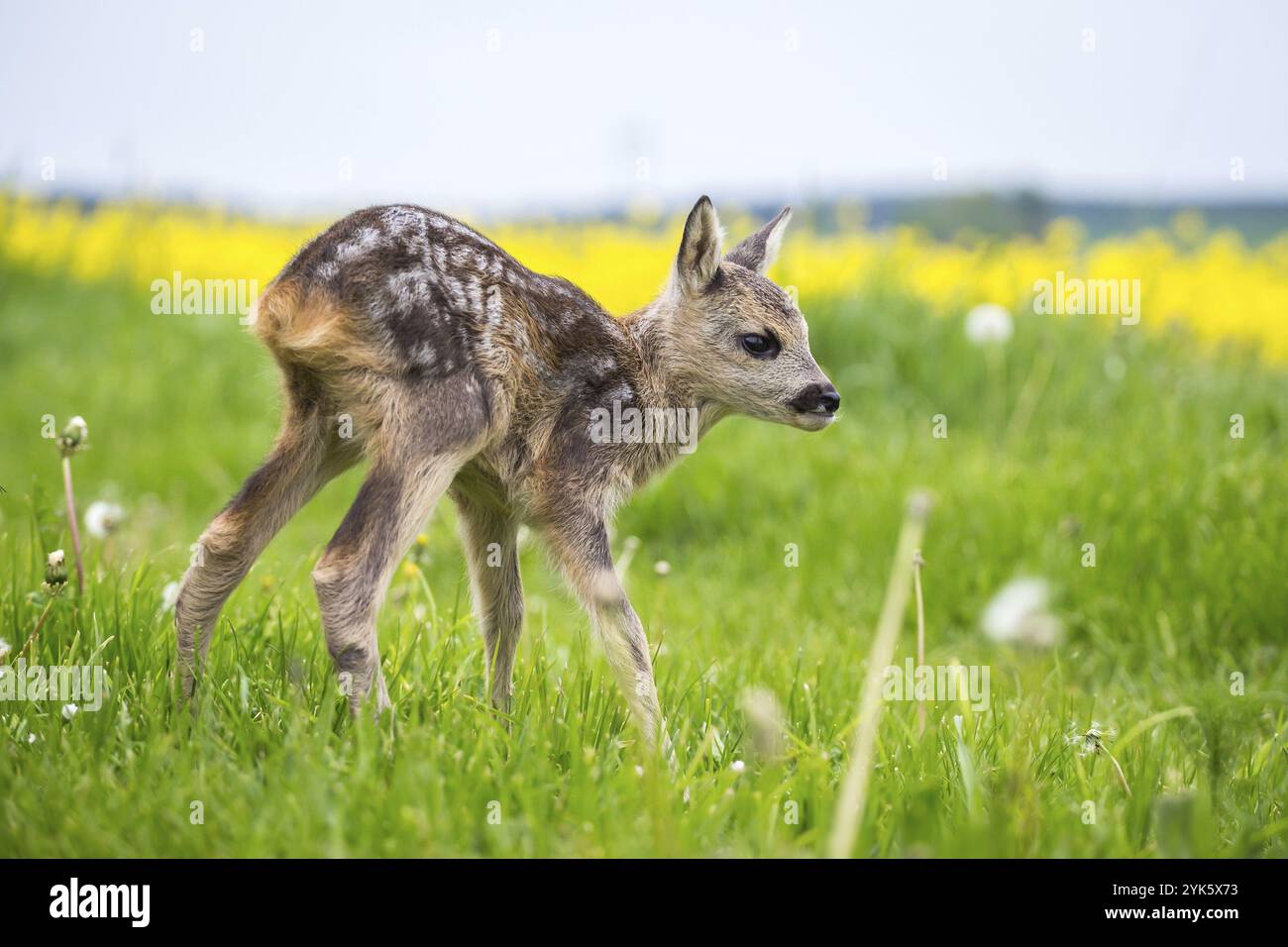Young wild roe deer in grass, Capreolus capreolus. New born roe deer ...
