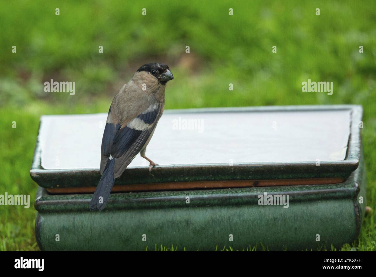Bullfinch female sitting on a pot of water in green grass, seen from ...