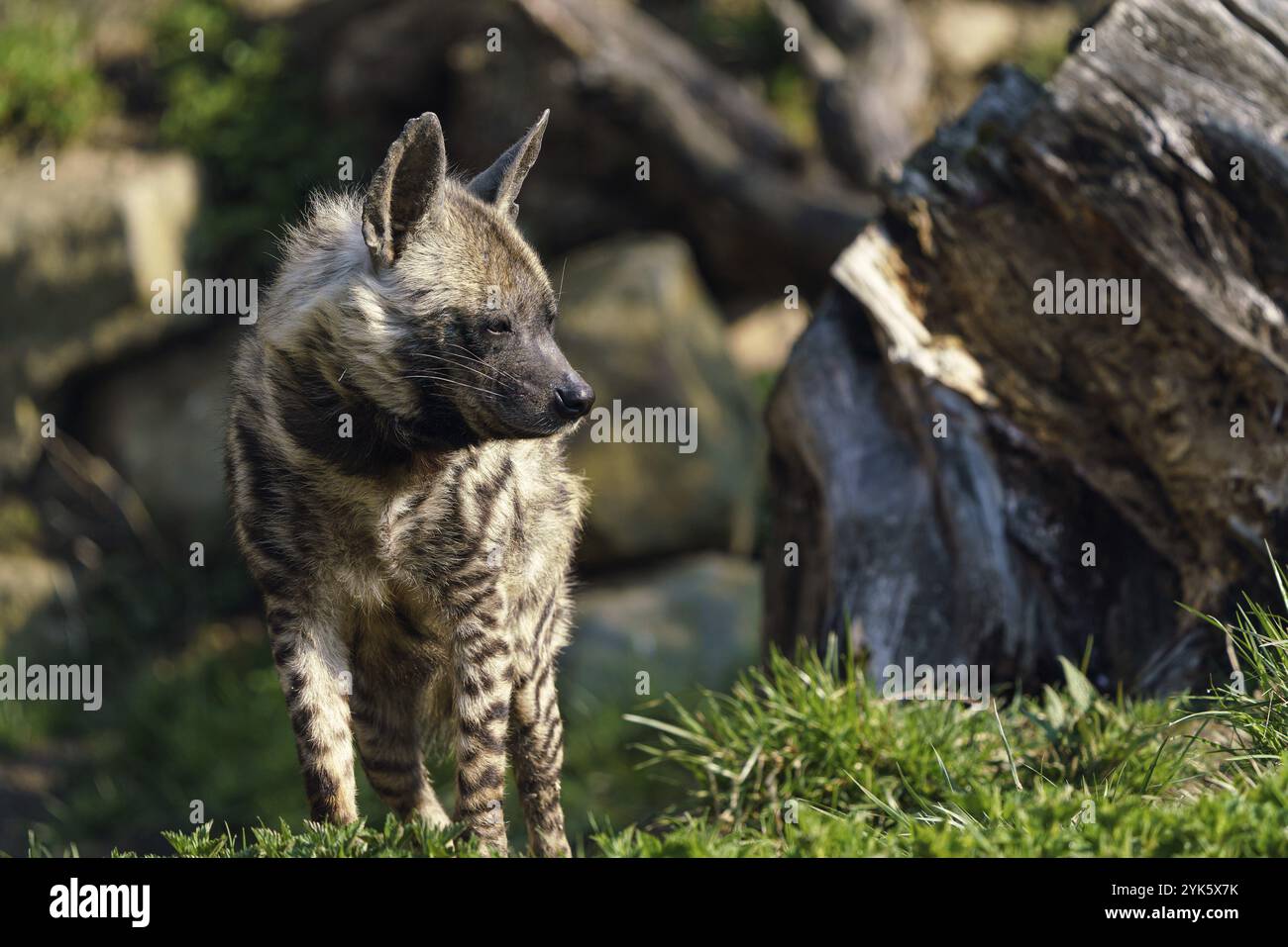 Striped hyena hyaena hi-res stock photography and images - Alamy