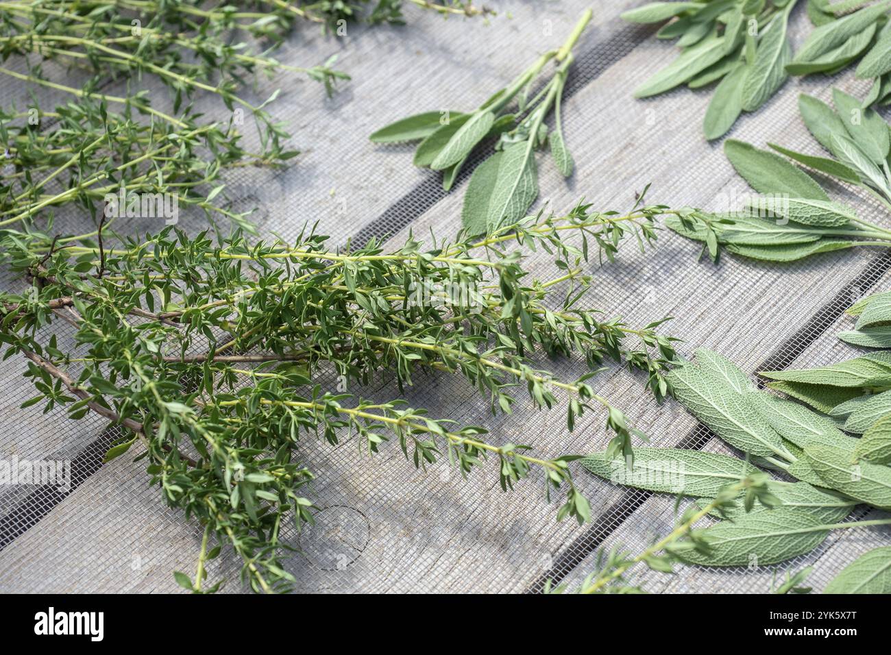 Drying fresh herbs and greenery for spice food on wooden desk ...