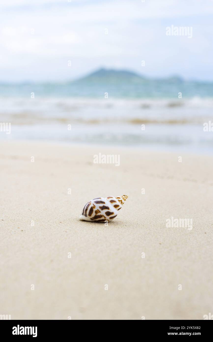 A snail on the shore on a tropical beach in Hawaii Stock Photo - Alamy