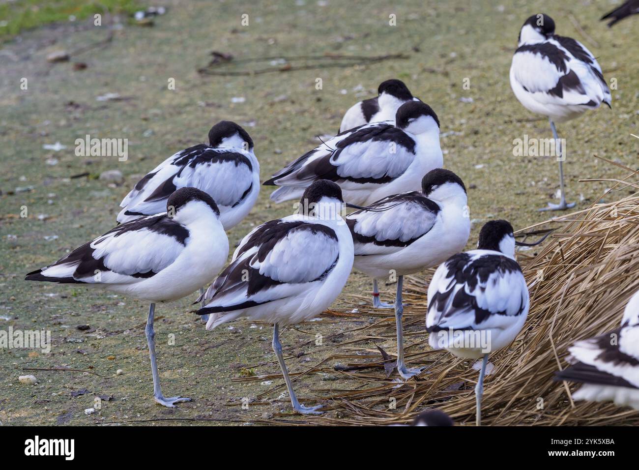 Flock of Pied avocets, black and white wader bird (Recurvirostra ...