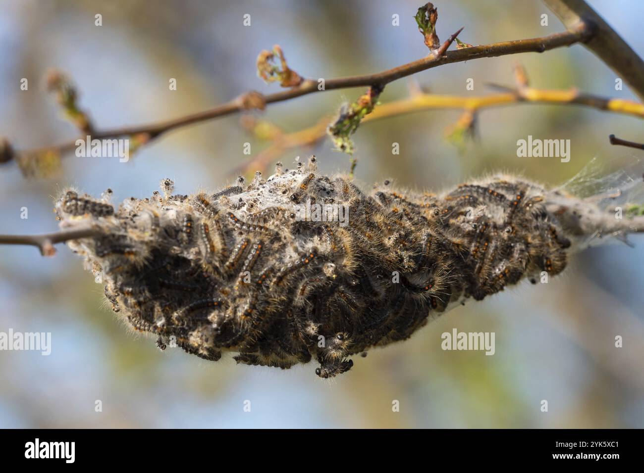 Caterpillar larvae, Brown tail caterpillars on tree Stock Photo - Alamy