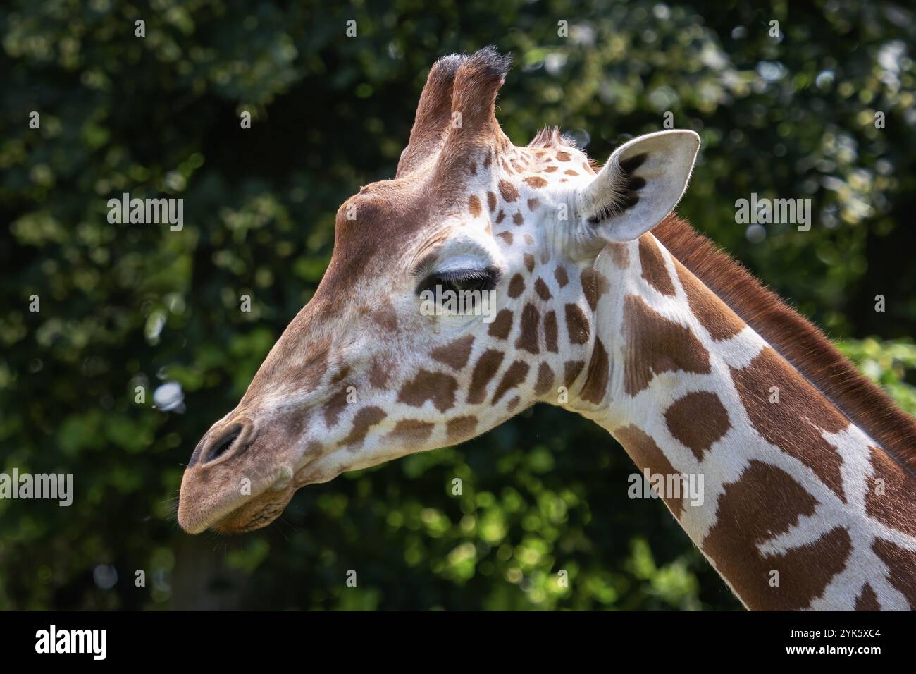 Portrait of Reticulated Giraffe, Giraffa camelopardalis reticulata ...