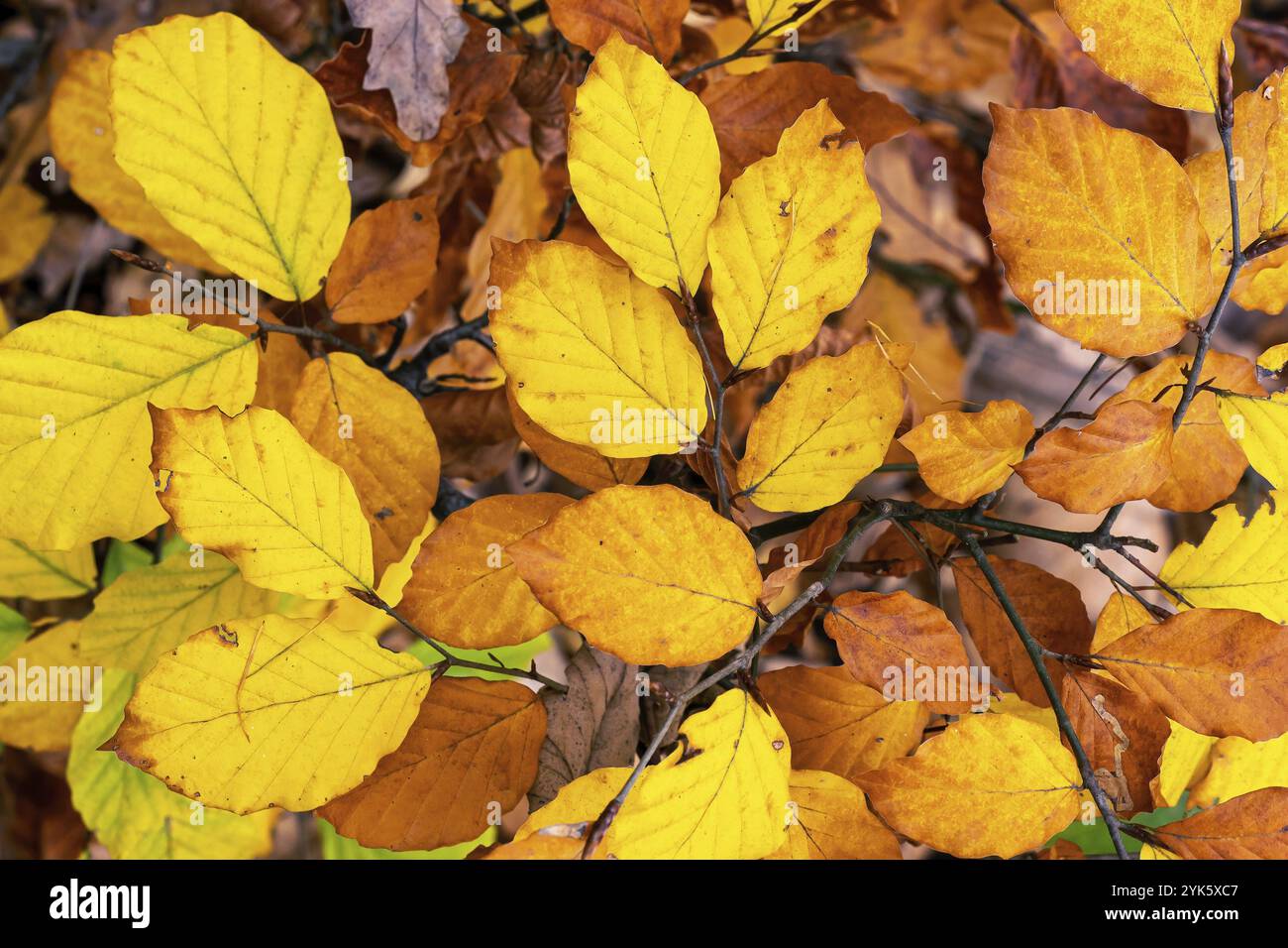 Beech tree leaves on branch hi-res stock photography and images - Alamy
