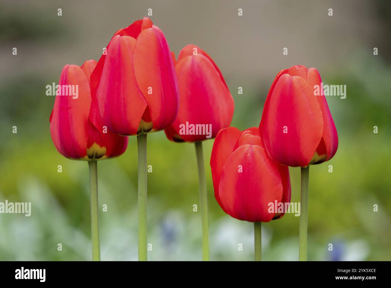 Beautiful coloured tulips hi-res stock photography and images - Alamy
