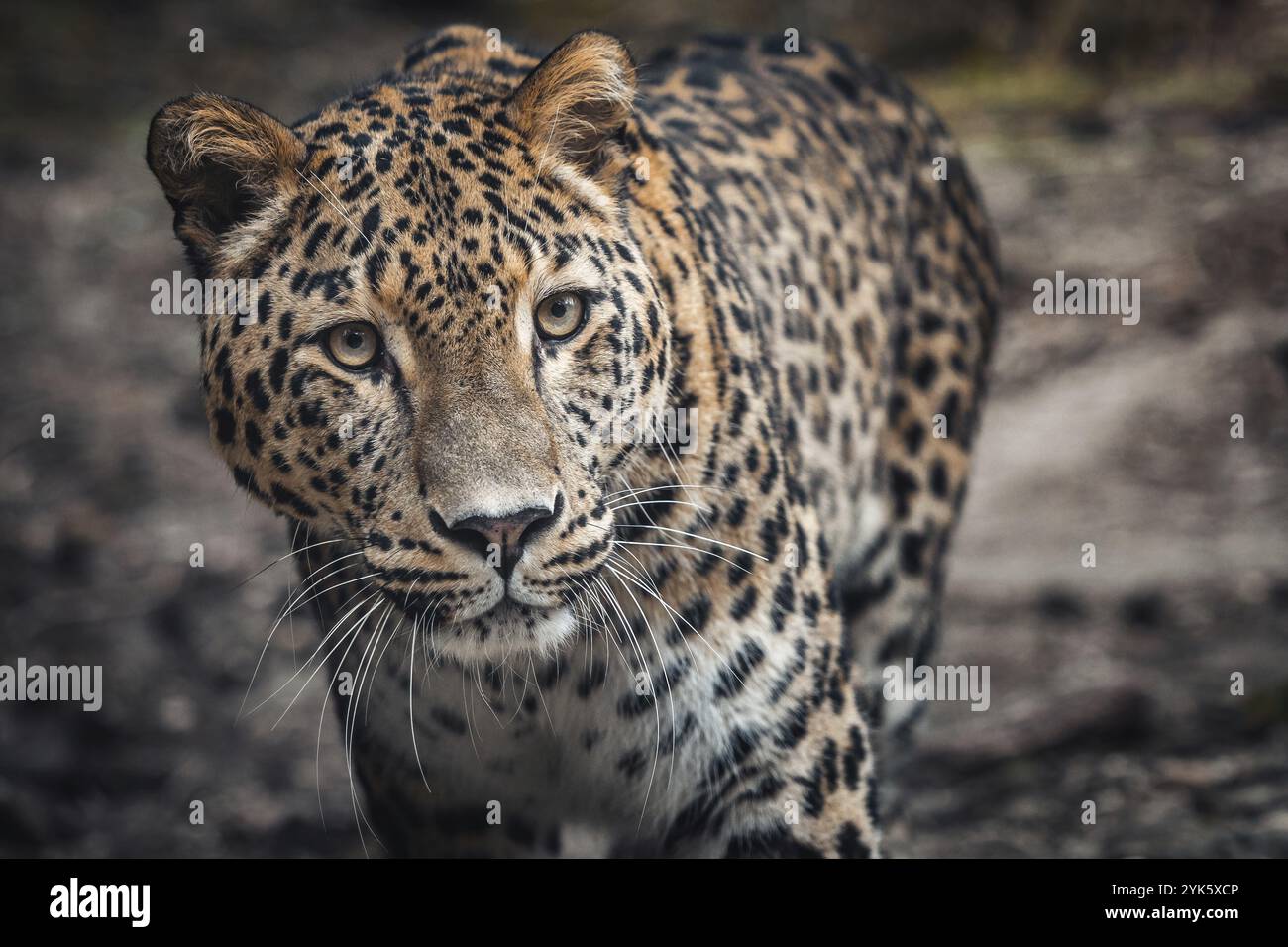 Panthera pardus tulliana hi-res stock photography and images - Alamy
