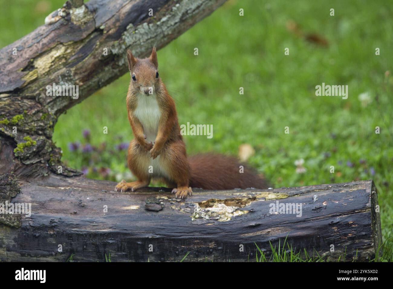 Front of squirrel hi-res stock photography and images - Alamy