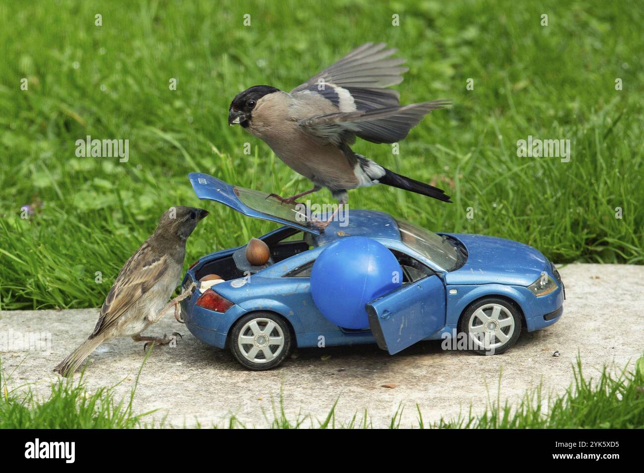 Bullfinch female with open wings on open boot of blue Audi TT model car ...