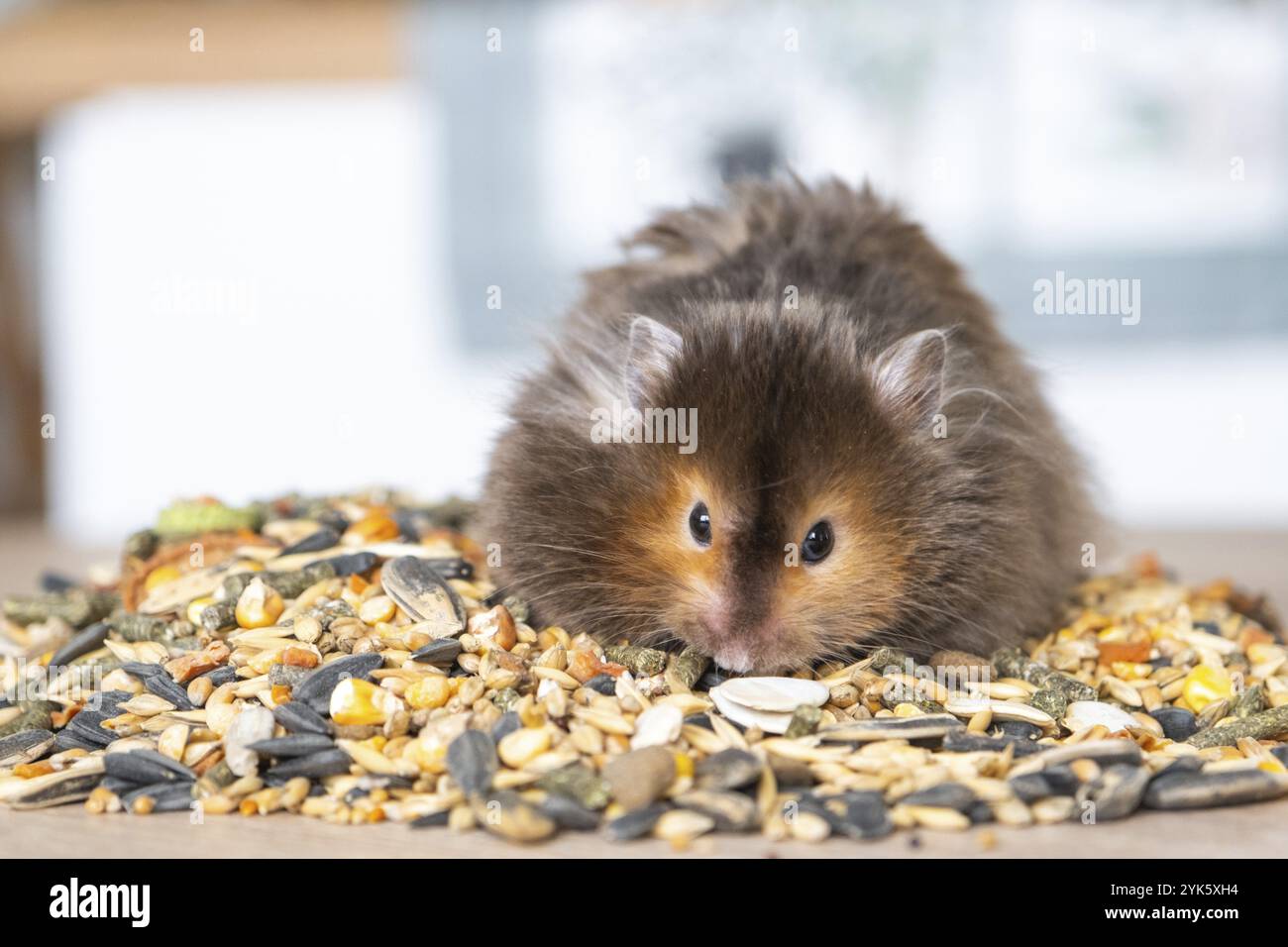 Syrian hamster sits on hand hi-res stock photography and images - Alamy