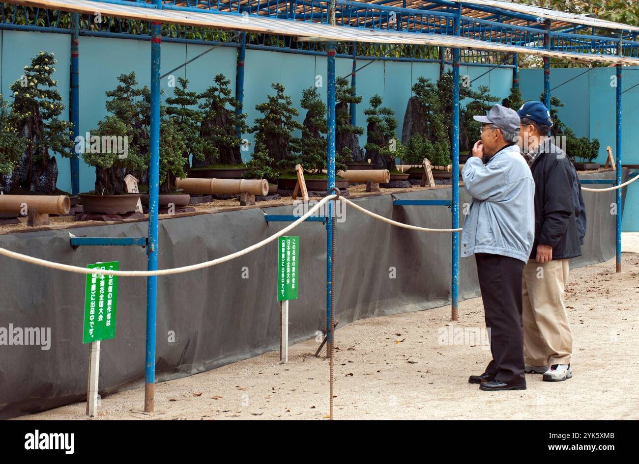 Chrysanthemum bonsai display with miniature mountain and crawling vines ...