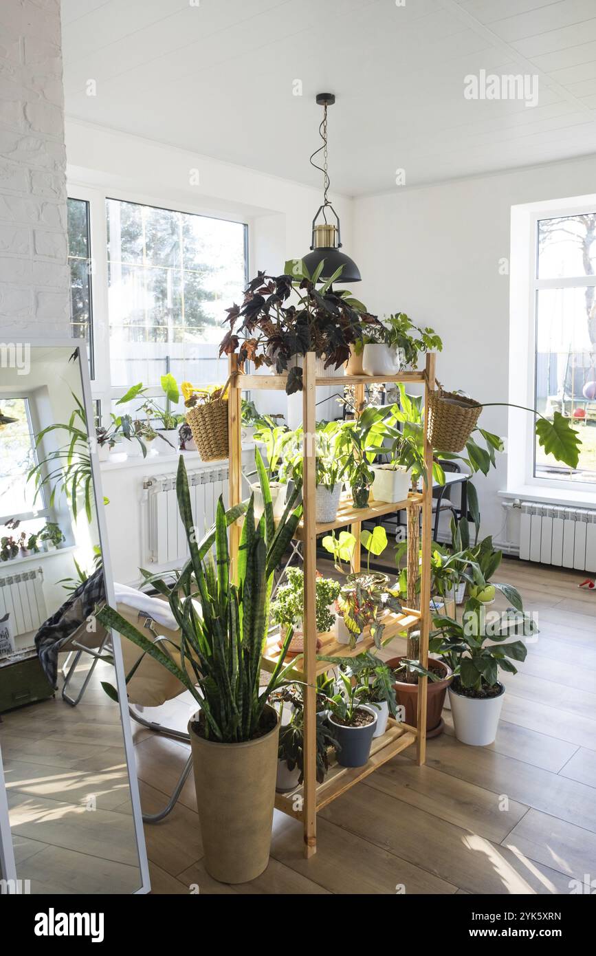 Multiple indoor house plant hi-res stock photography and images - Alamy