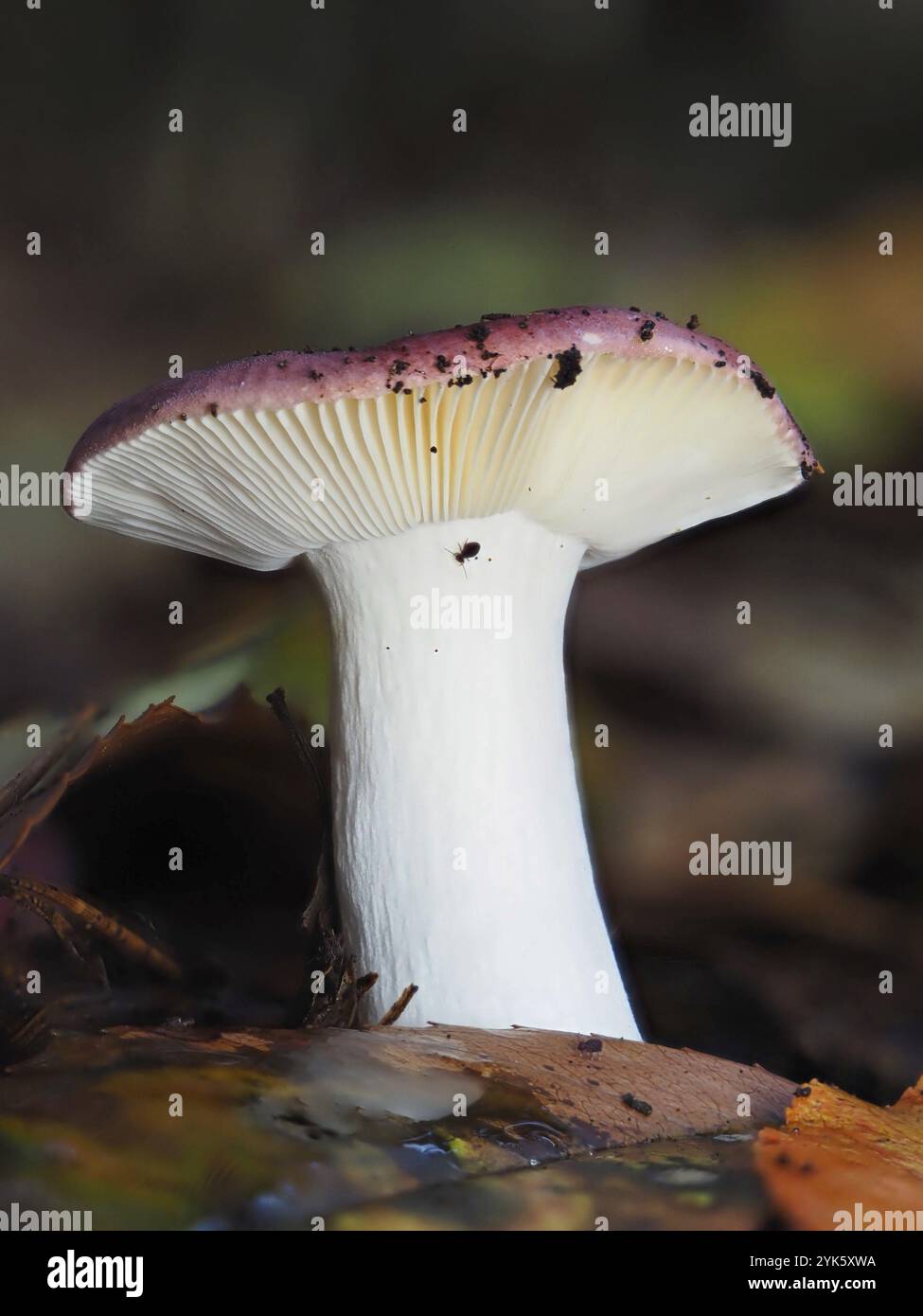 Mushroom Lemon Leaf russula (Russula sardonia), blurred background ...