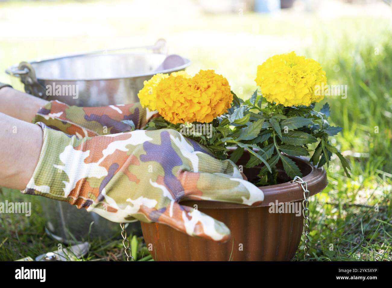 Yellow and orange marigold seedlings with roots are prepared for ...