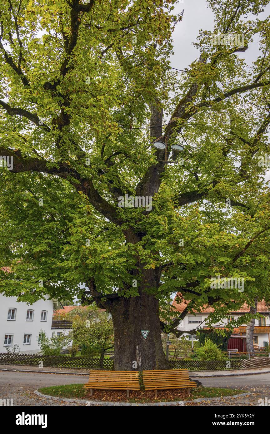 Tree filled with concrete hi-res stock photography and images - Alamy