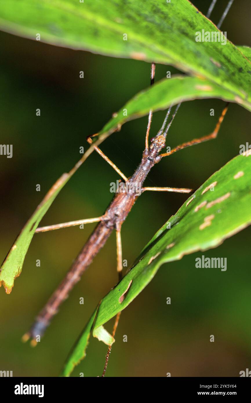 Habitat marino hi-res stock photography and images - Alamy