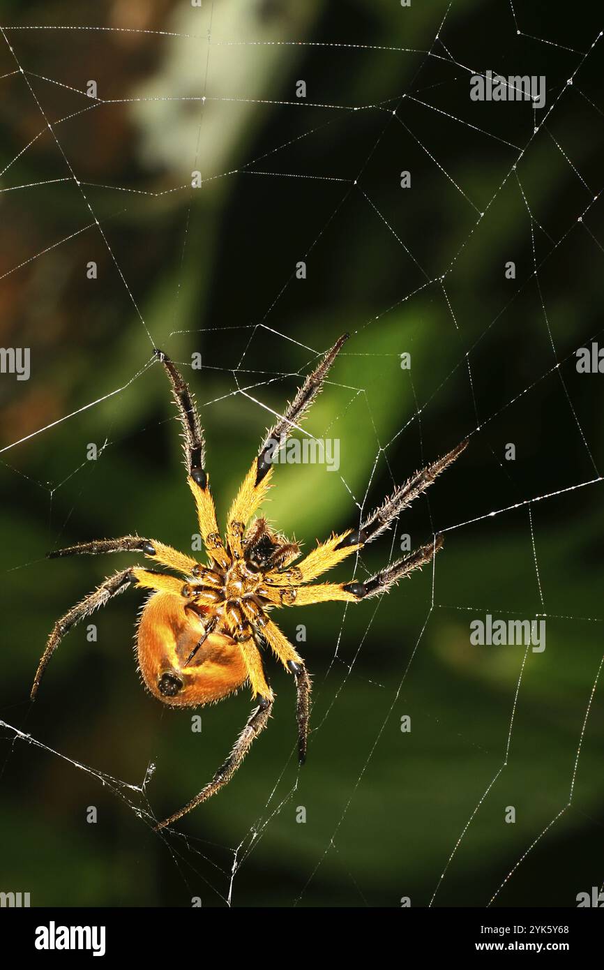 Tropical Spider, Tropical Rainforest, Napo River Basin, Amazonia ...