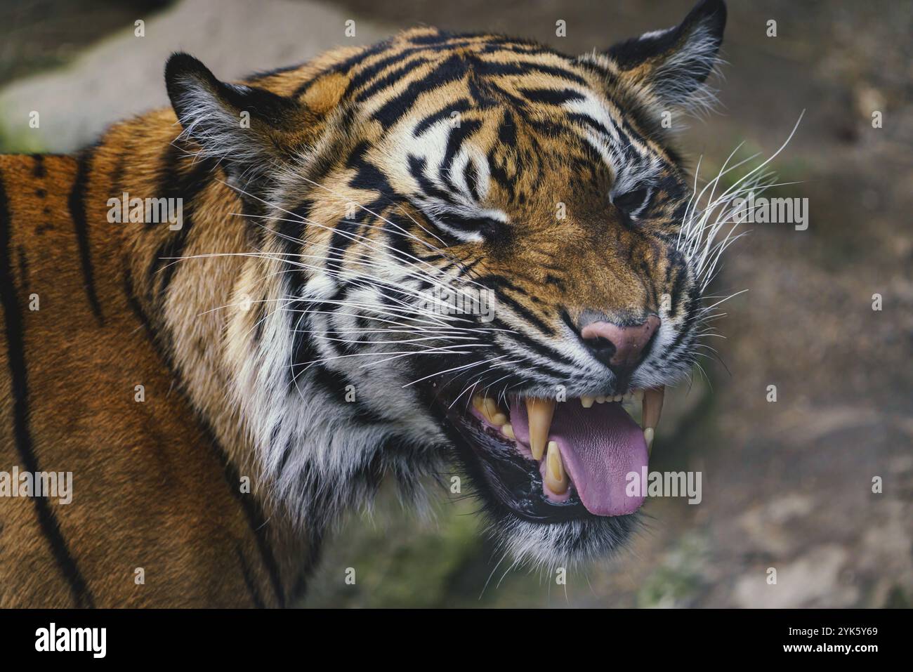 Front view of Sumatran tiger. Portrait of Sumatran tiger (Panthera ...