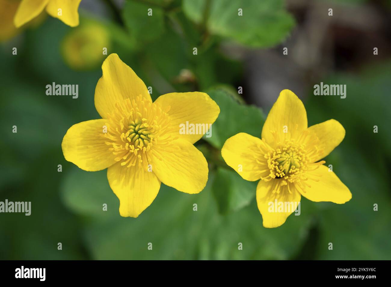 Close up view buttercups hi-res stock photography and images - Alamy